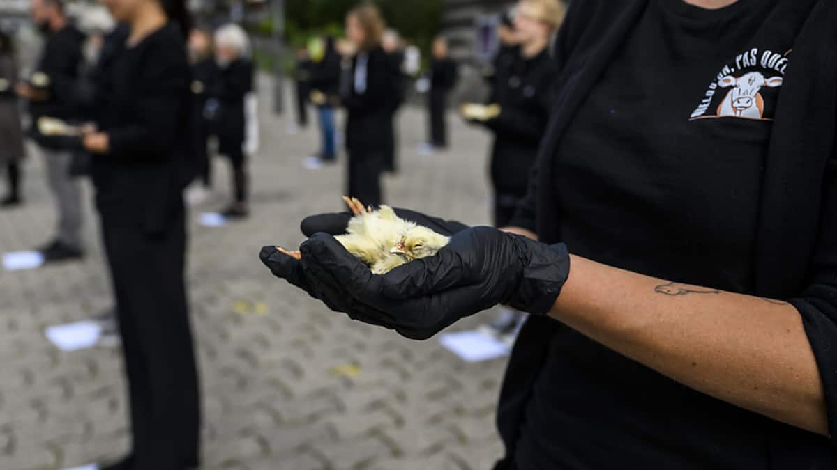 OGM: le Conseil fédéral chargé d'autoriser les nouvelles techniques | PME