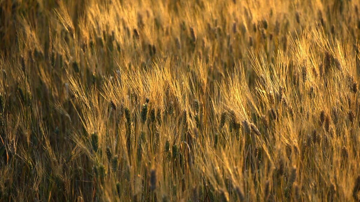 Le Sénégal met au point une variété locale de blé | PME